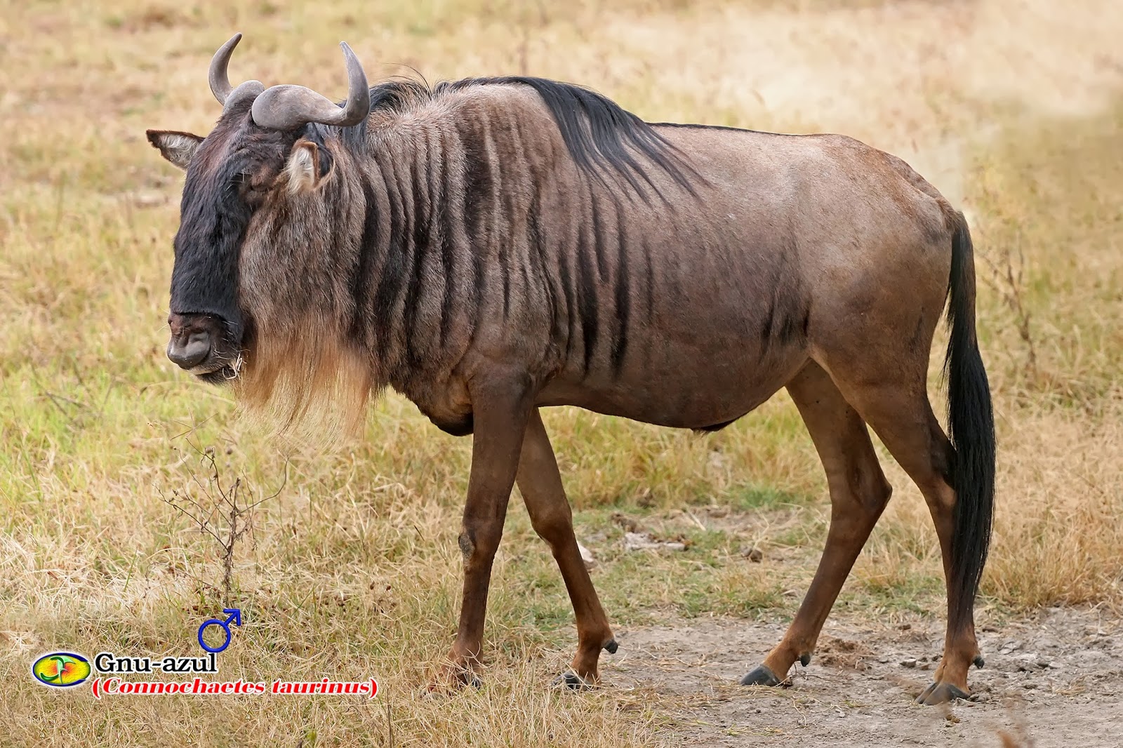 Zoologia: Gnu-azul (connochaetes taurinus)